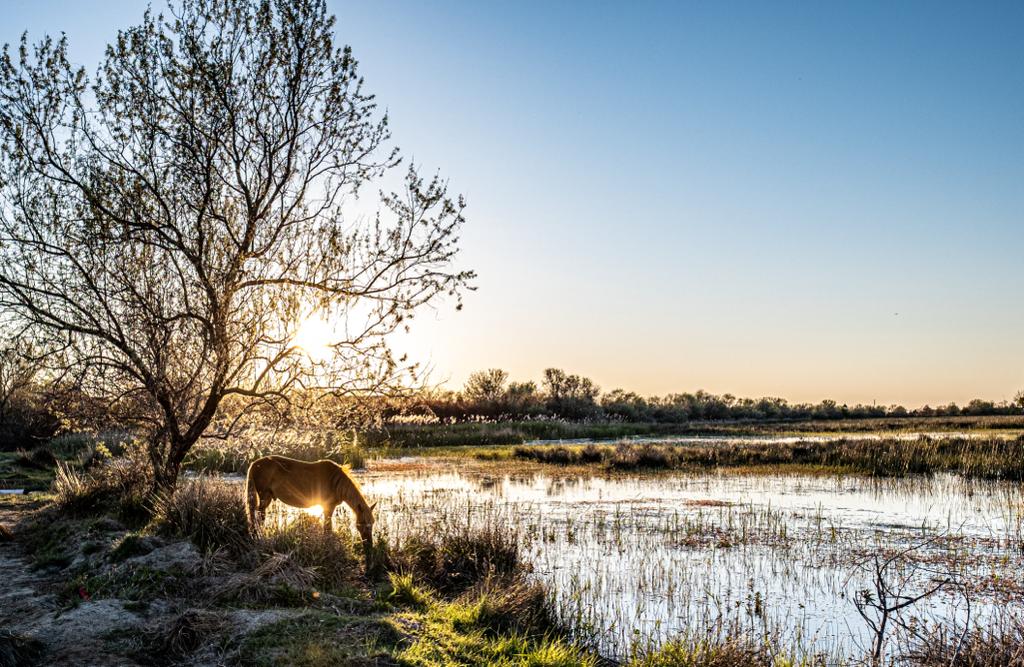 Joc despre Delta Dunării, tărâm fermecat - Majook
