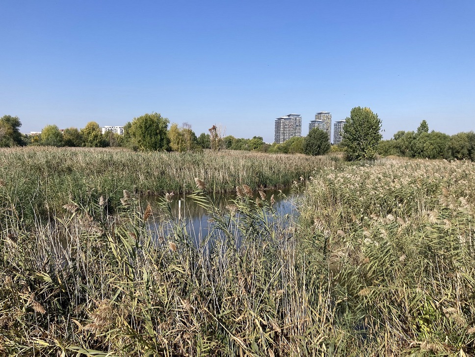 Ai auzit de Ziua Mondială a Zonelor Umede? - Majook