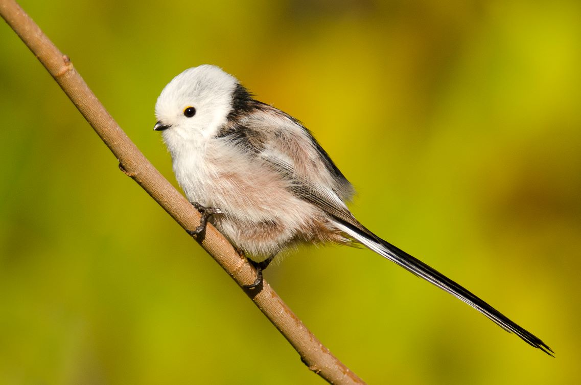 Ce este un ornitolog? - Majook