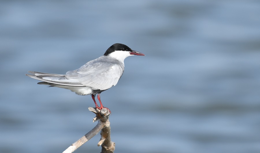 Farmecul pasarilor din Delta Dunarii - Articol Majook